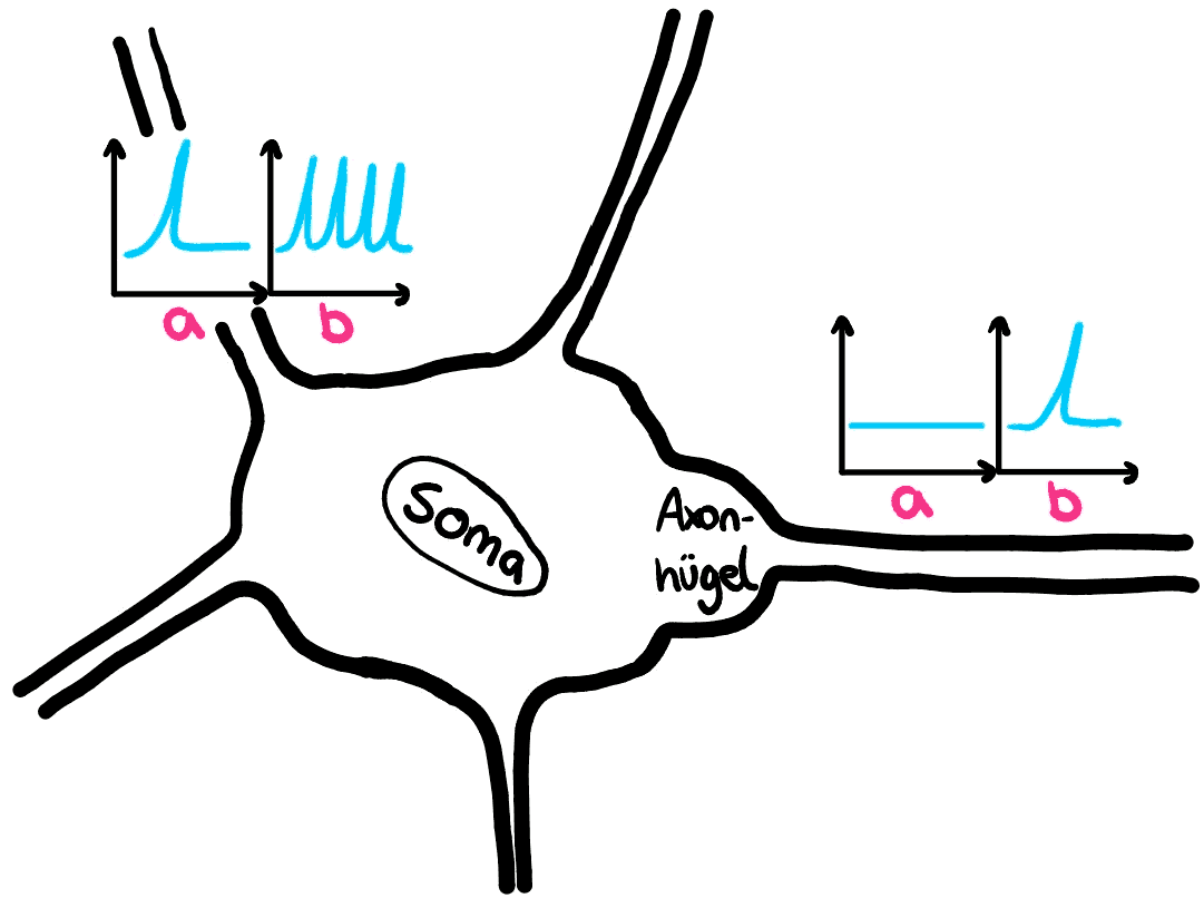 Neurophysiologie: Räumliche und zeitliche Summation